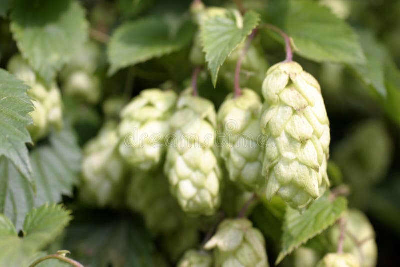 Conjunto dos lúpulos. imagem de stock. Imagem de salto - 16412999