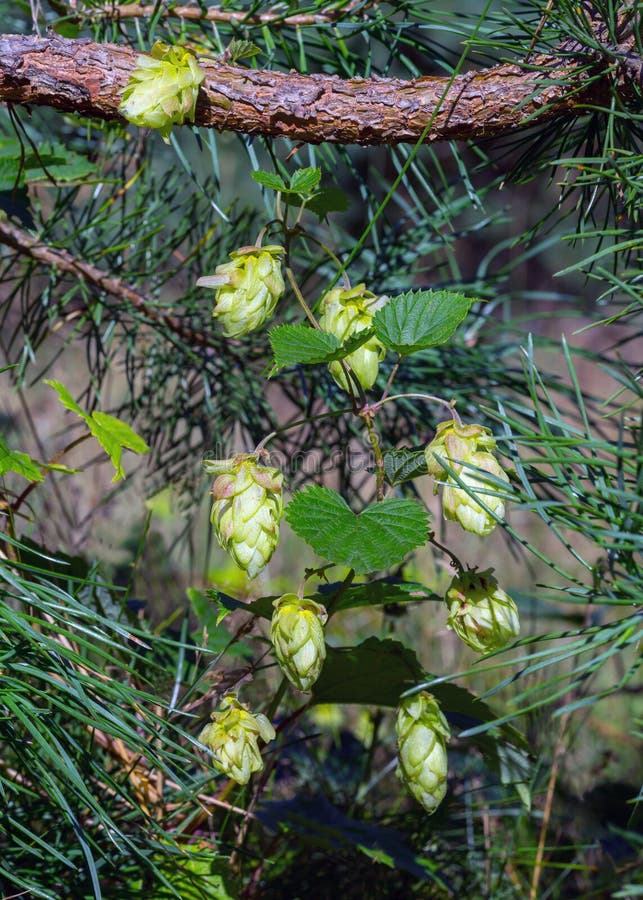 Lúpulos Que Crescem Na Planta Do Lupulus Do Humulus Flores Do Lúpulo ...
