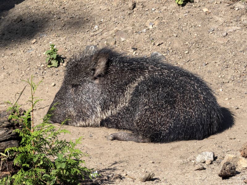 Ergattertes Pekari Pecari-tajacu Tier Der Wild Lebenden Tiere Stockfoto ...
