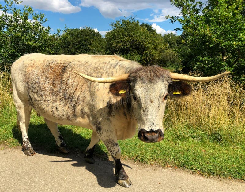 Forêt Anglaise D'Epping De Bétail Longhorn De Vache Image stock - Image ...