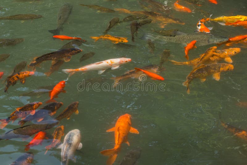 L'étang de poisson rouge photo stock. Image of poissons - 42645574
