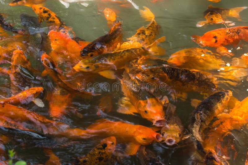 L'étang de poisson rouge photo stock. Image du poissons - 42645574