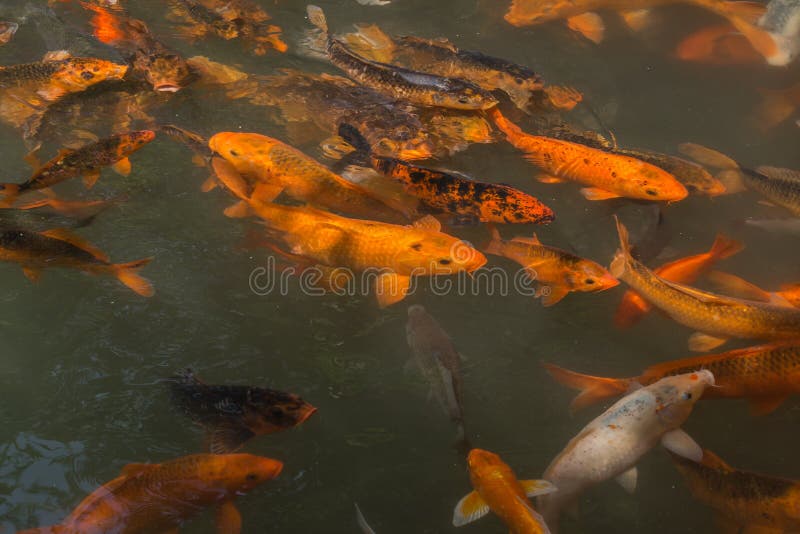 L'étang de poisson rouge image stock. Image du goldfish - 42645557