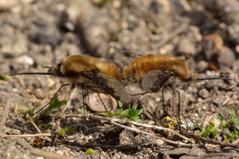 L'abeille Pilote (commandant De Bombylius) L'accouplement Image stock ...