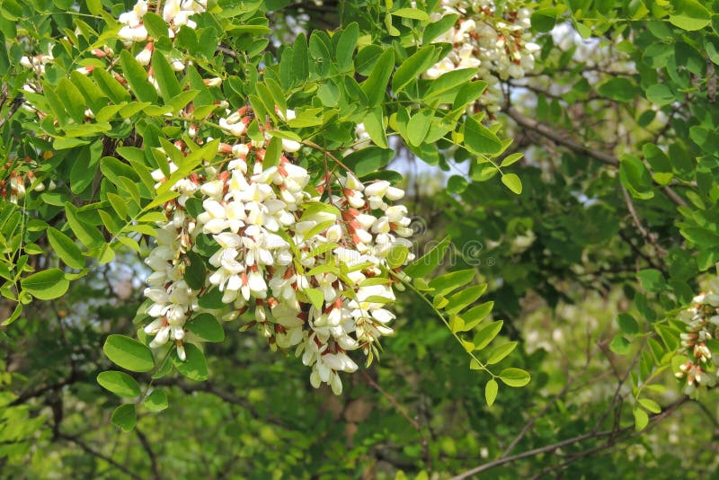 L'acacia Bianca Fiorisce In Natura Immagine Stock - Immagine di ...