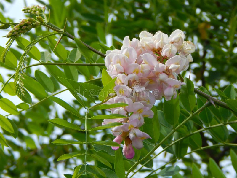 L'acacia Fleurit Bourgeon En Premier Ressort, Fleurs D'acacia Photo ...