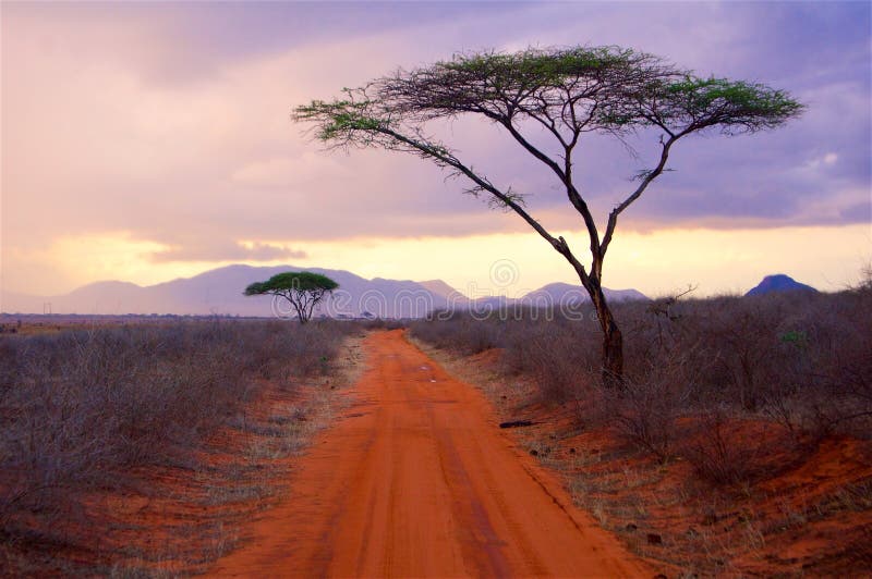 L'Afrique Un Paysage Typique Au Kenya Photo stock - Image du acacia ...