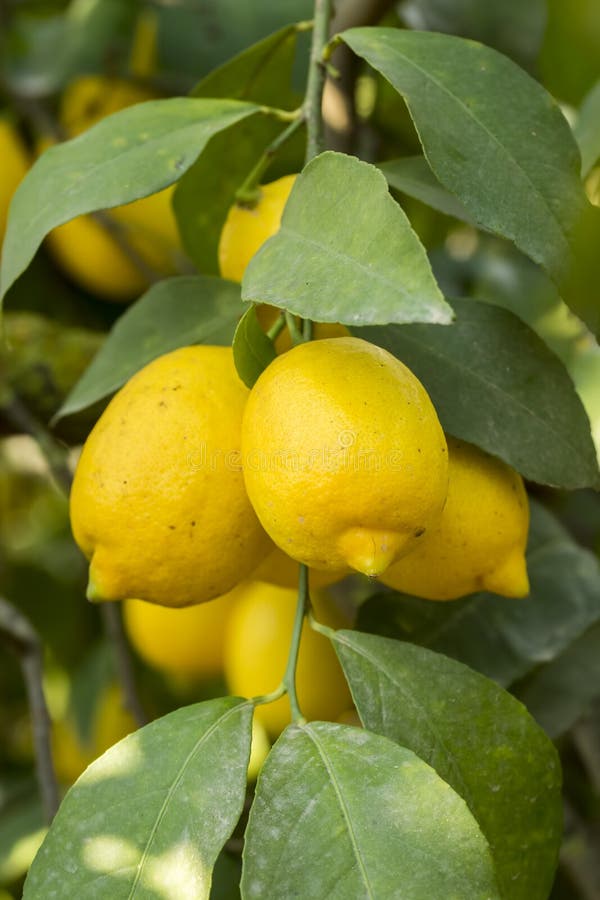 Fiore del limone immagine stock. Immagine di verde, filiale - 39339123