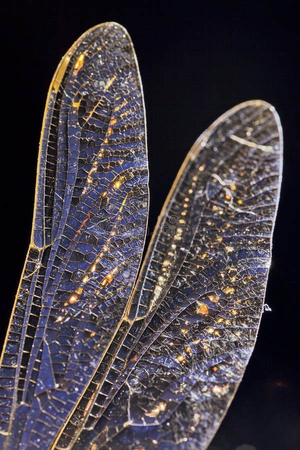 Aile d'insecte image stock. Image du details, paire, scientifique ...