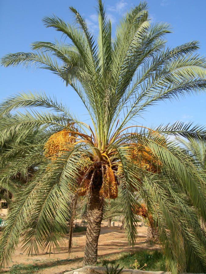 I Frutti Della Palma Da Datteri Maturano Sull'albero Immagine Stock ...