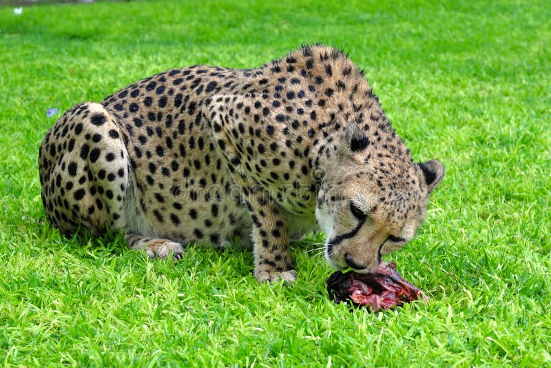 L'alimentazione Del Ghepardo, Il Namibia, Fotografia Stock - Immagine ...