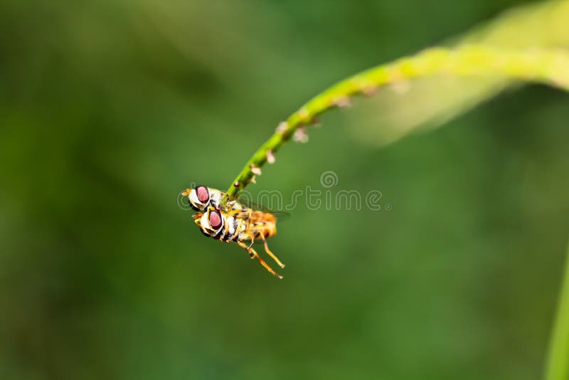 L'allevamento Degli Insetti Fotografia Stock - Immagine di scarabeo ...