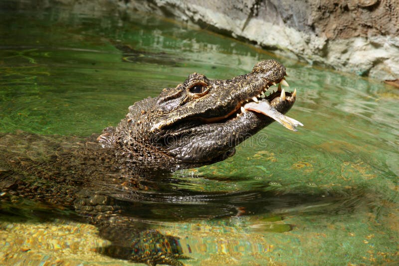 L'alligator Mange Des Poissons Image stock - Image du carnassier ...