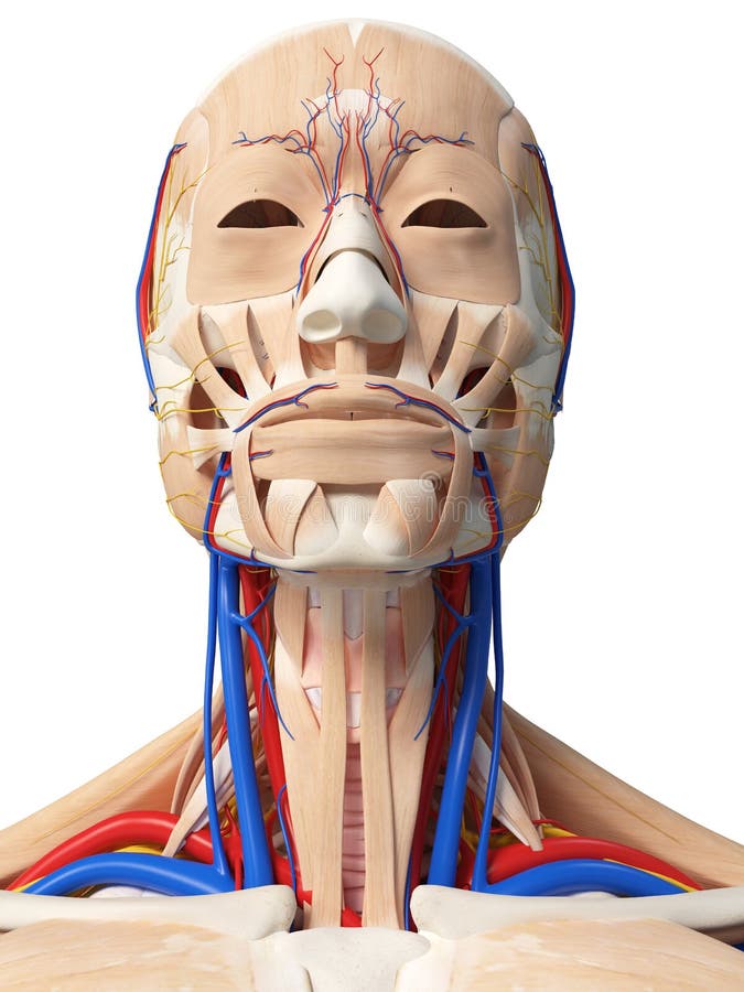 L'anatomia Del Collo E Della Testa Illustrazione di Stock ...