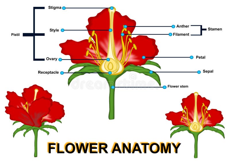 L'anatomia del fiore illustrazione di stock. Illustrazione di giardini ...