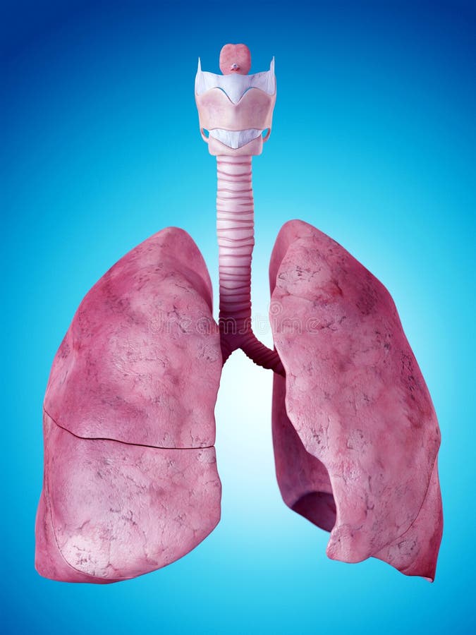 L'anatomia del polmone illustrazione di stock. Illustrazione di ...