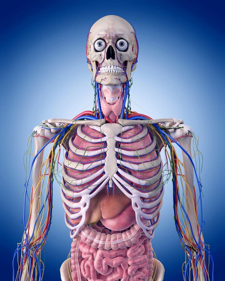 L'anatomia del torace illustrazione di stock. Illustrazione di biologia ...