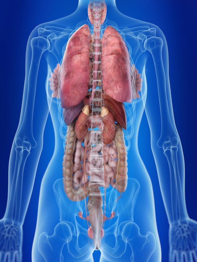 Anatomia Del Torace Di Una Donna Illustrazione di Stock - Illustrazione ...