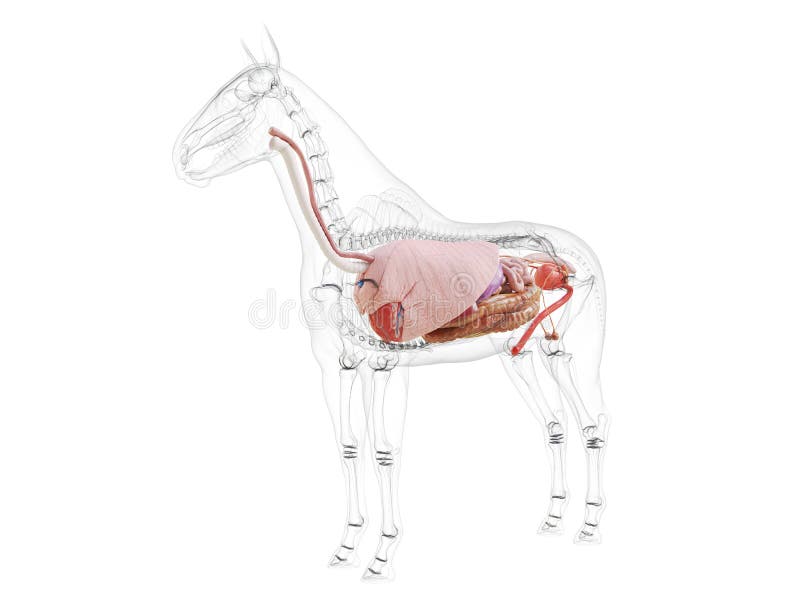Oesophage De Cheval - Anatomie D'Equus De Cheval - D'isolement Sur Le ...