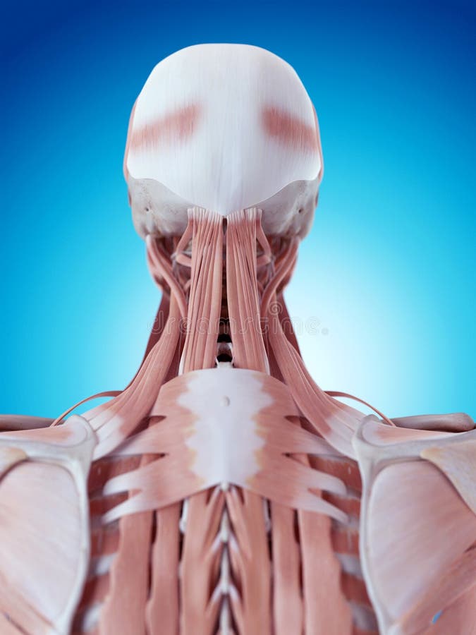 Anatomie de cou illustration stock. Illustration du artère - 30724533