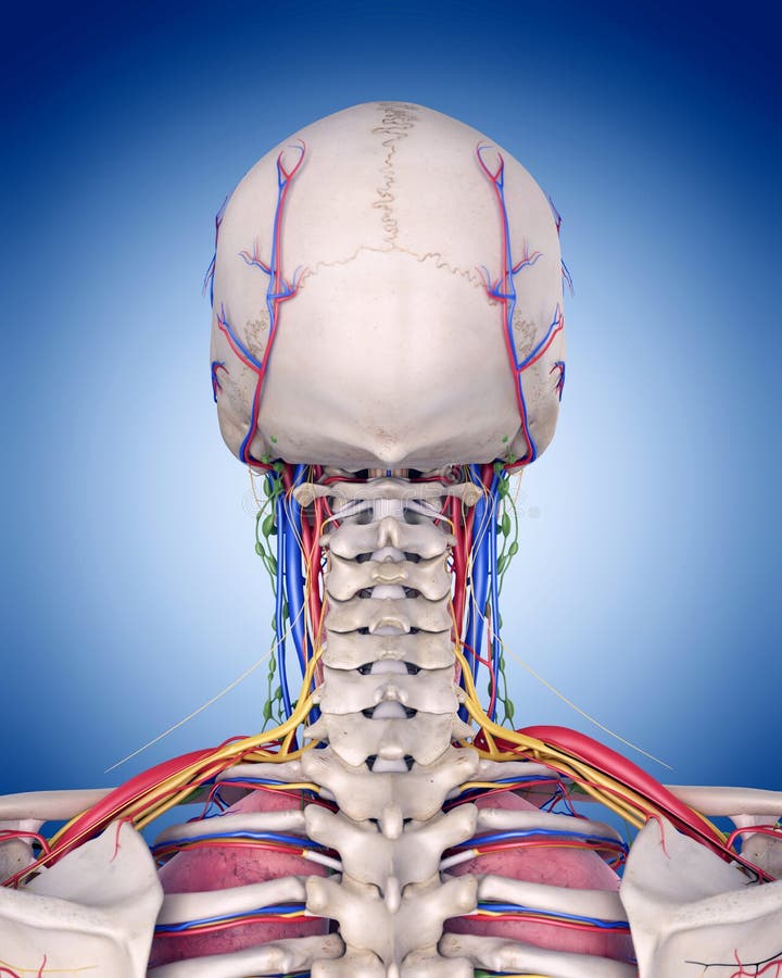 L'anatomie de cou illustration stock. Illustration du artère - 58829414