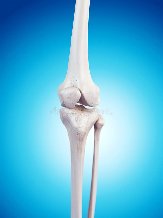 L'anatomie de genou illustration stock. Illustration du anatomique ...