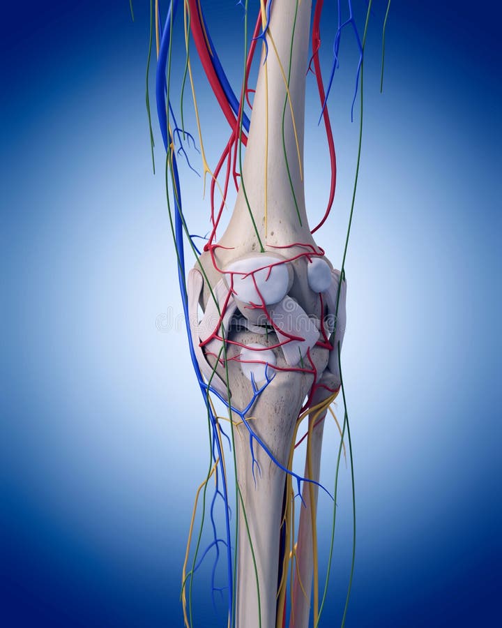 Les nerfs du genou illustration stock. Illustration du humain - 162293288