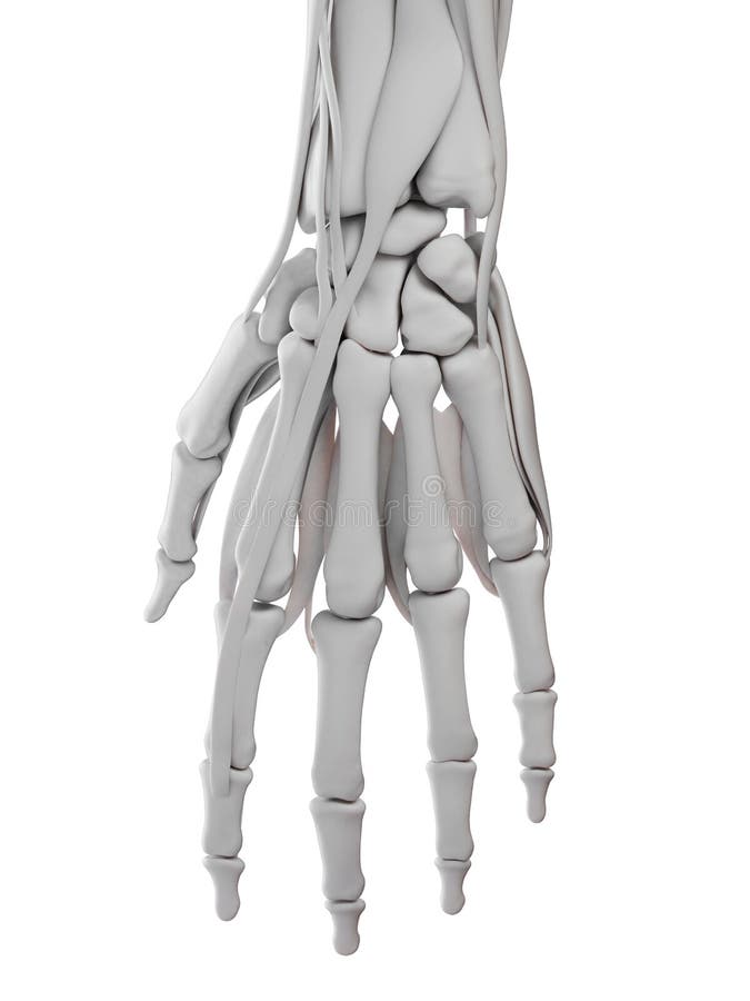Anatomie De Main - Os De Main Et De Doigts Illustration Stock ...