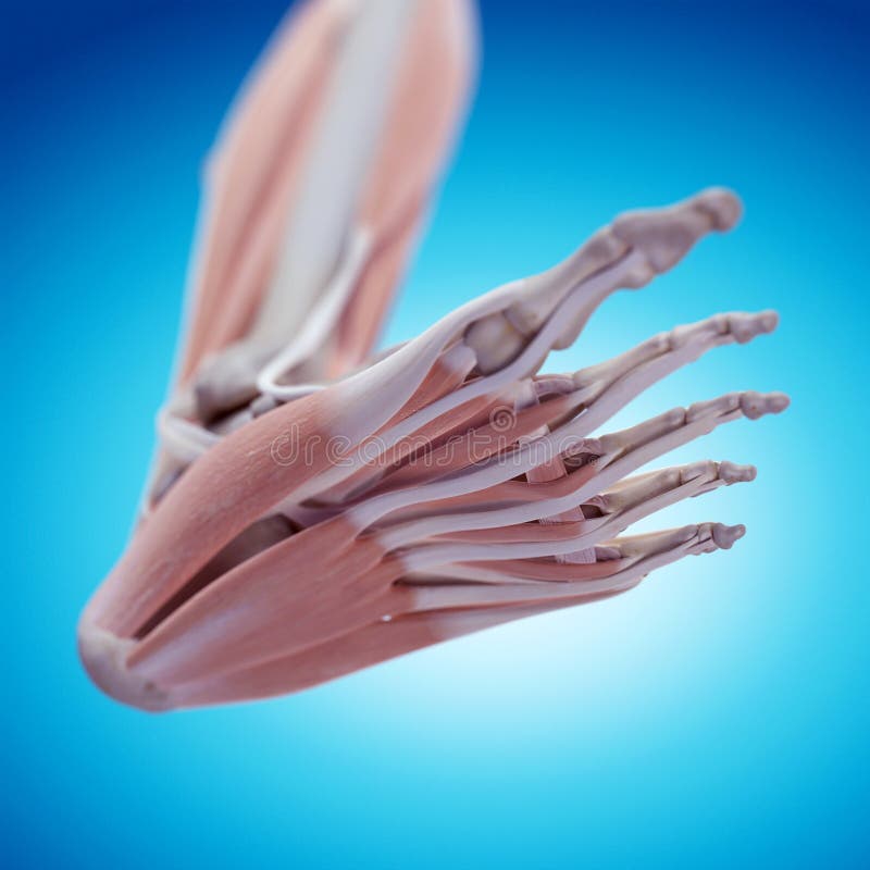 Pied Stock Illustrations, Vecteurs, & Clipart – (226,445 Stock ...