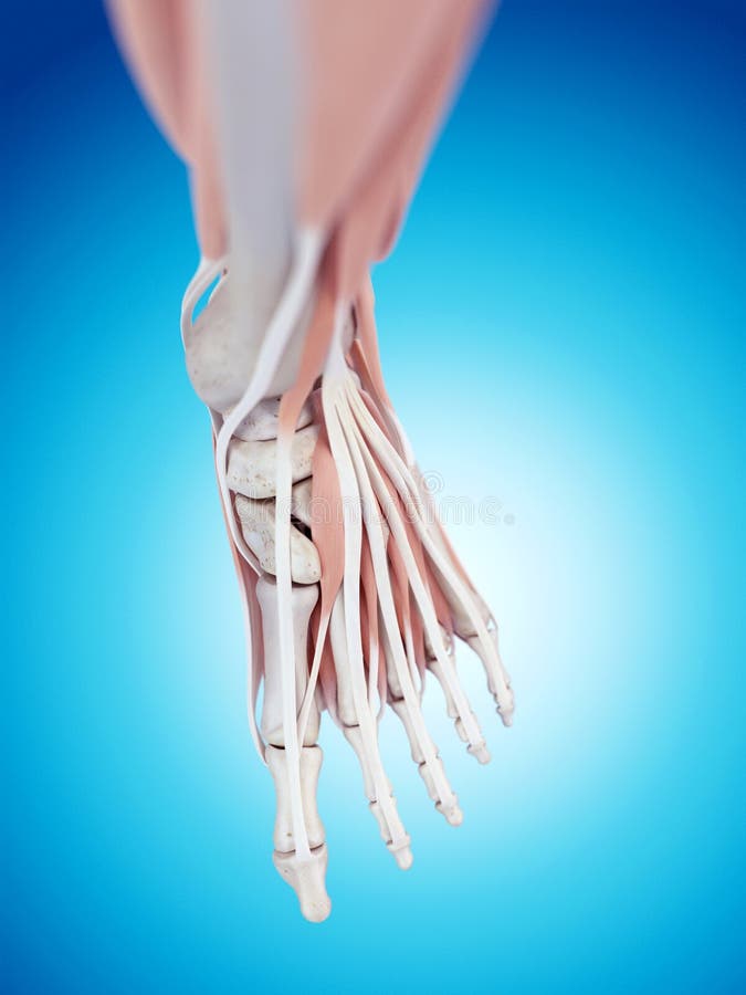 L'anatomie de pied illustration stock. Illustration du masculin - 57248550