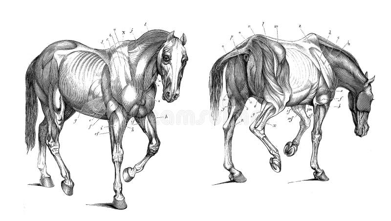 L'anatomie du cheval illustration stock. Illustration du explorez ...