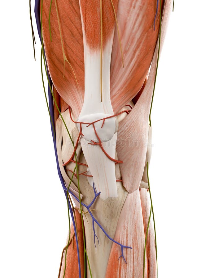 Anatomie Du Genou Stock Illustrations, Vecteurs, & Clipart – (12,449 ...