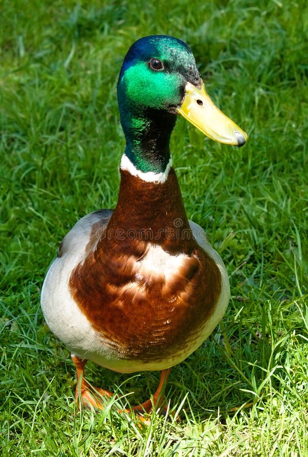 L'anatra fotografia stock. Immagine di anatra, erba, fotographia - 14637218