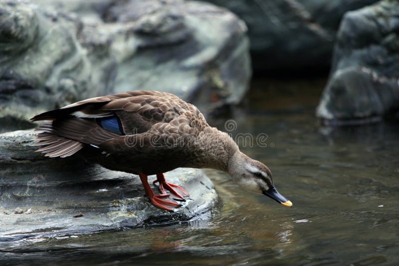 L'anatra immagine stock. Immagine di pranzare, influenza - 683467