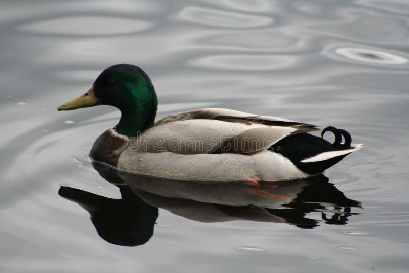 L'anatra riflette immagine stock. Immagine di riflettere - 719927