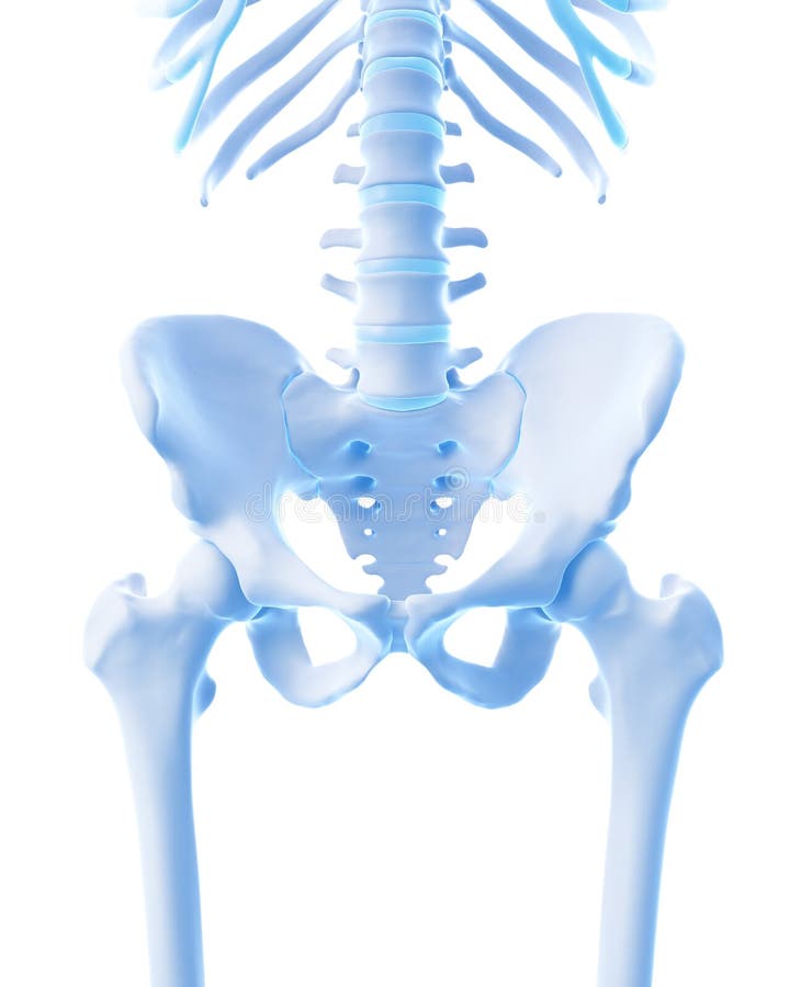 Anatomia umana dell'anca illustrazione vettoriale. Illustrazione di ...