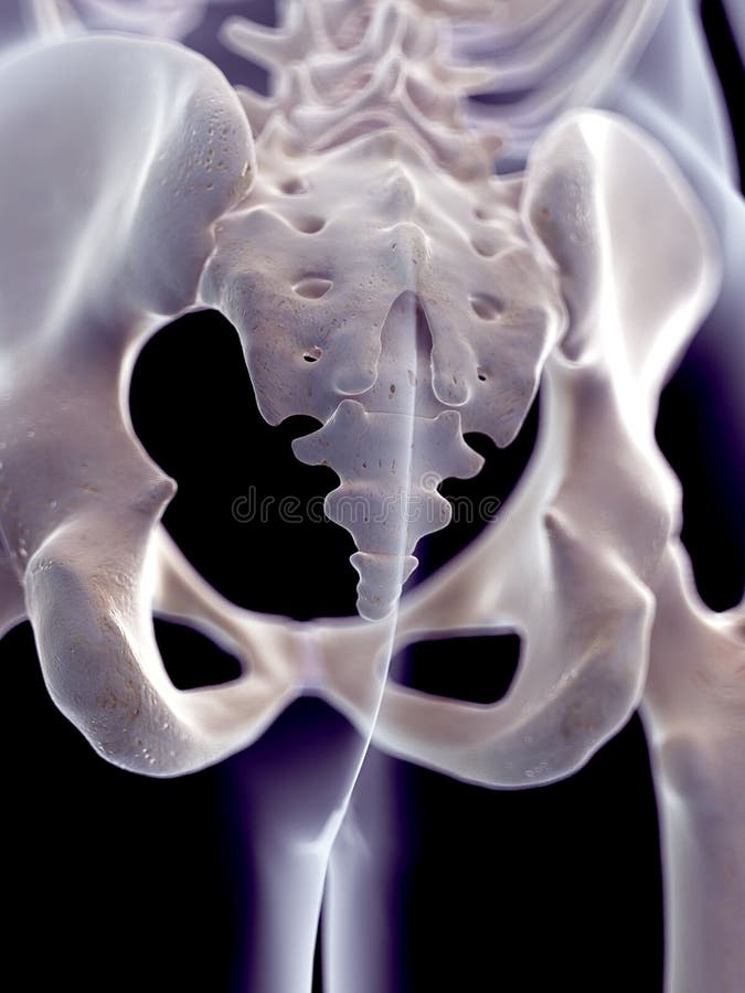 L'anca umana illustrazione di stock. Illustrazione di illustrazione ...