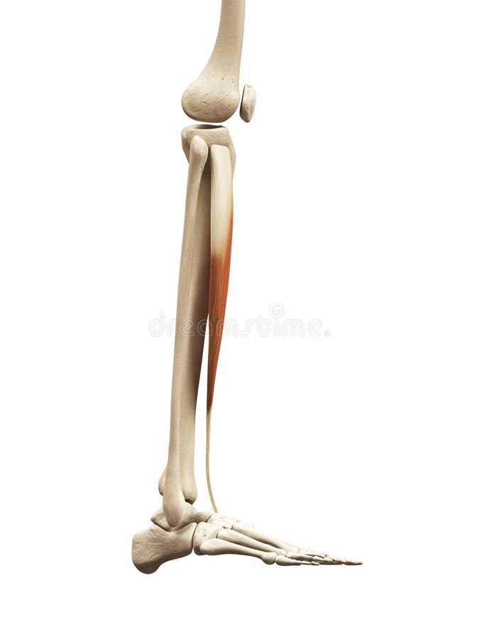 Il tibiale anteriore illustrazione di stock. Illustrazione di biologia ...