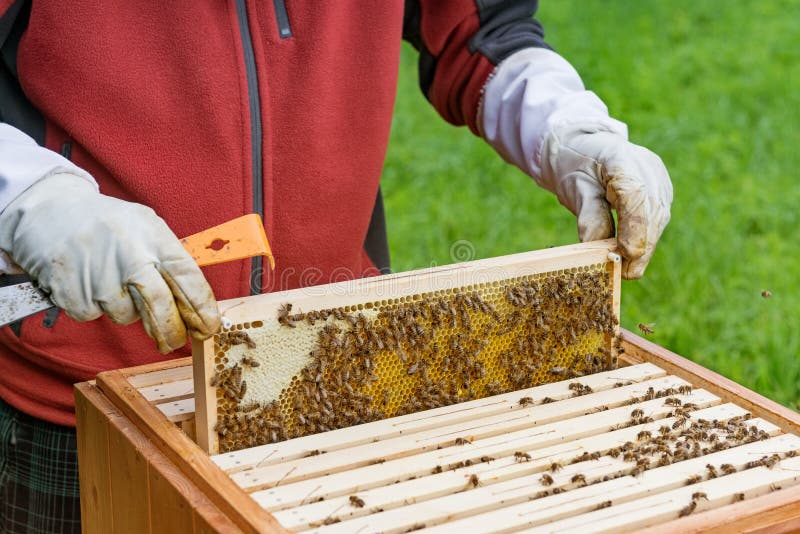 76,392 Photos de L Apiculture - Photos de stock gratuites et libres de ...