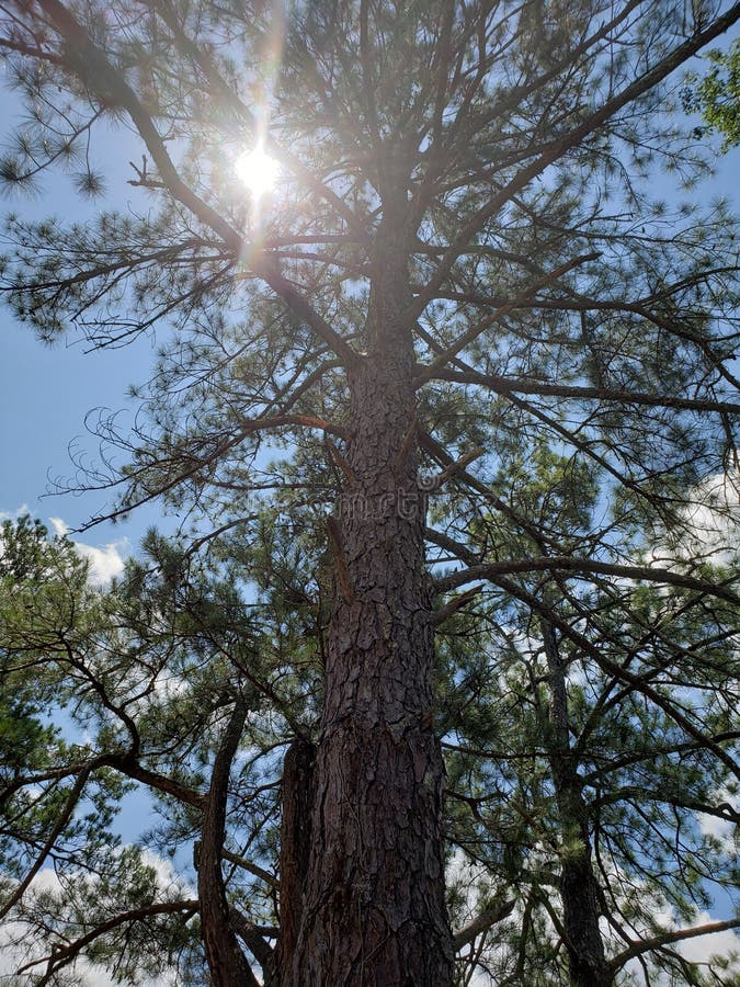 Arbre de pins photo stock. Image du forêt, pins, commun - 42811586