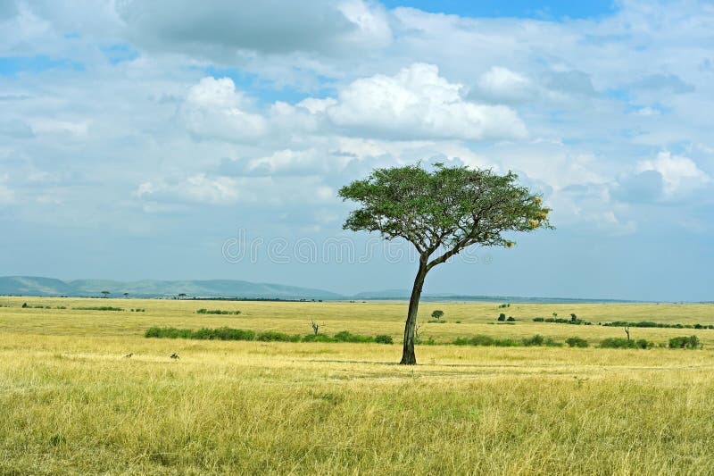 L'arbre Dans La Savane Africaine Photo stock - Image du horizontal ...