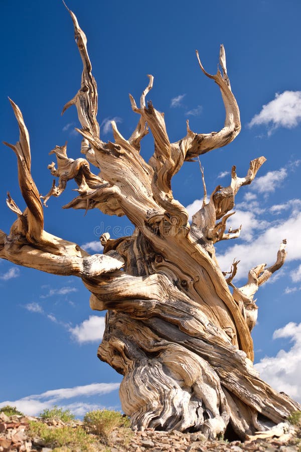 L'arbre Le Plus Ancien Du Monde : Le Pin De Bristlecone Image stock ...