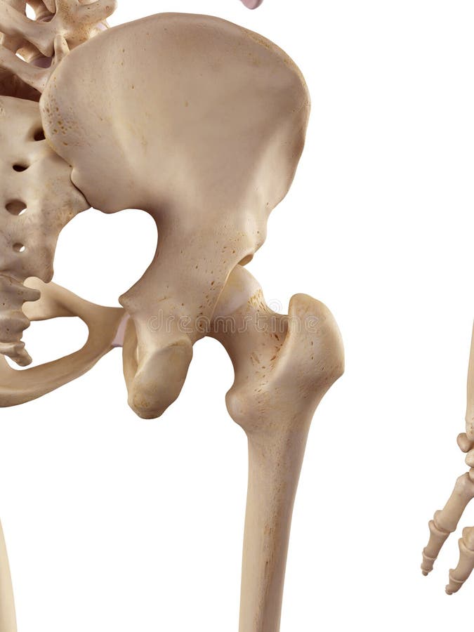 L'articolazione dell'anca illustrazione di stock. Illustrazione di ...