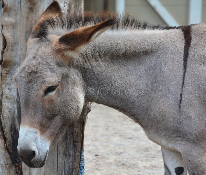 L'asino di Poitou fotografia stock. Immagine di prigioniero - 98774100