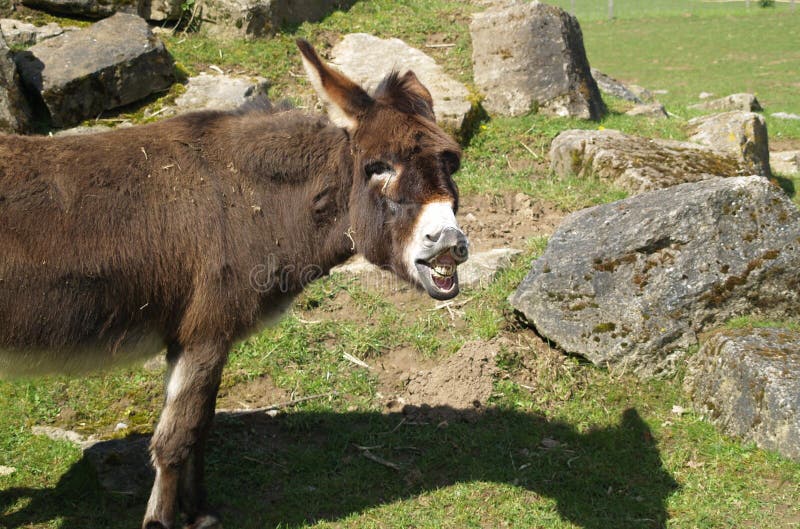 L'asino mostra i denti immagine stock. Immagine di mordere - 91920807
