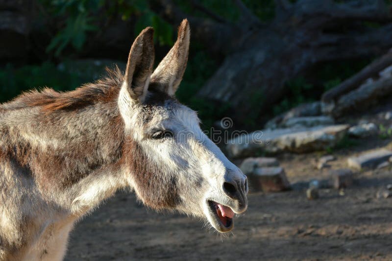 Un asino che raglia immagine stock. Immagine di cute - 60677515