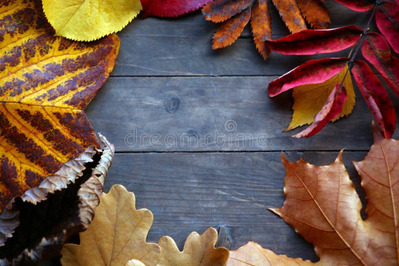 L'automne Pousse Des Feuilles Table Pointue Image stock - Image du ...