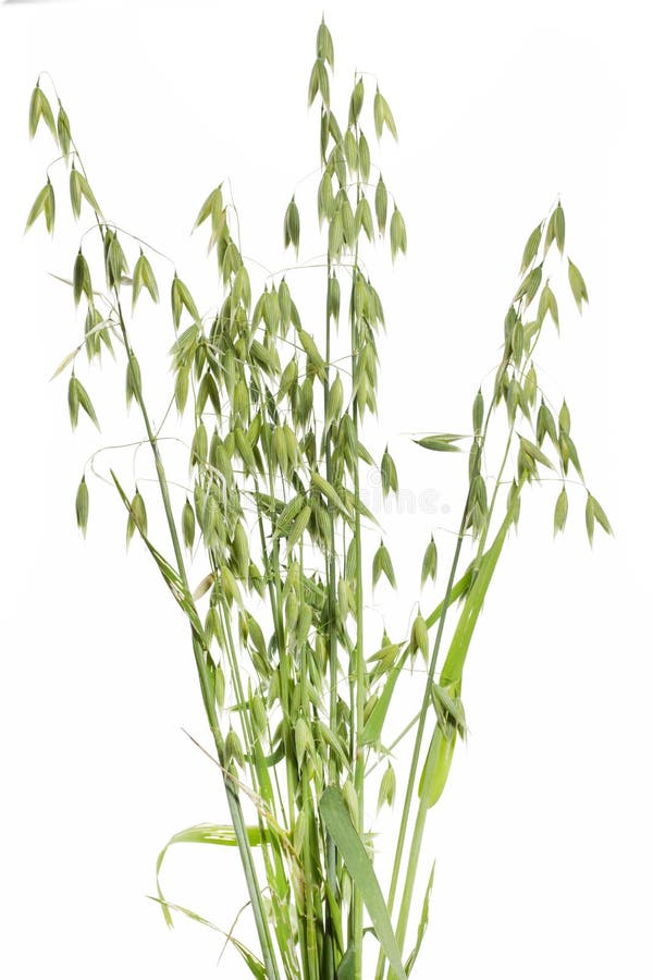 L'avena (avena) Pianta Su Bianco Fotografia Stock - Immagine di ...