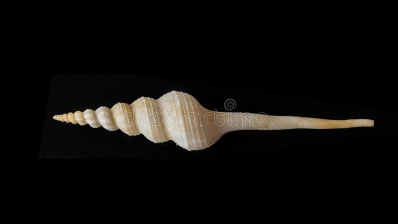L'axe Seashell. Coquillage Pacifique Photo stock - Image du coques ...