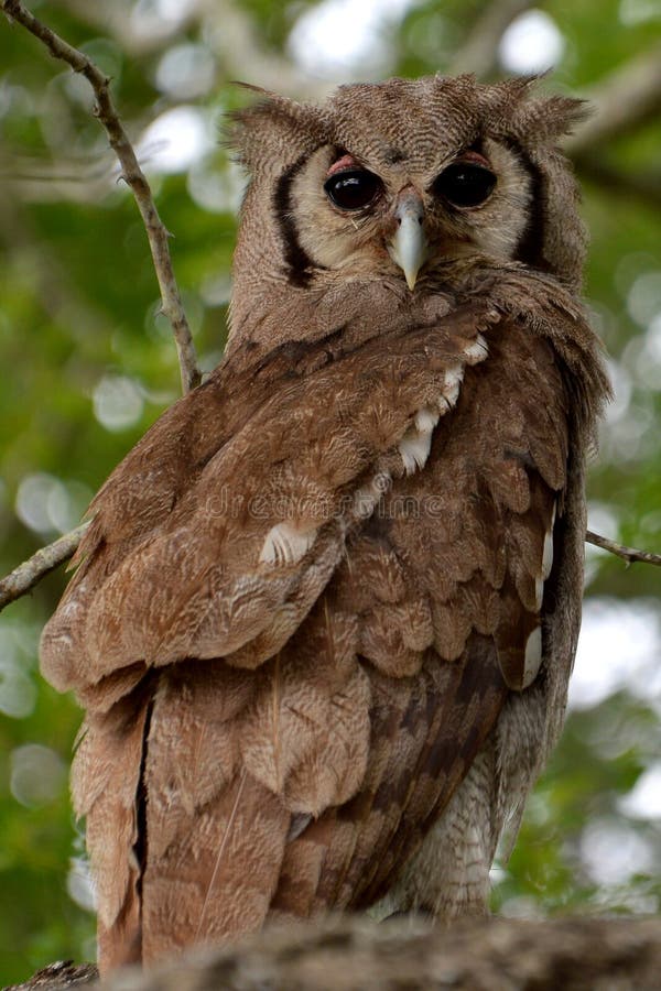 L'Eagle-hibou De Verreaux (lacteus De Bubo) Photo stock - Image du ...